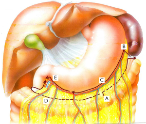 internaloblikabdominal