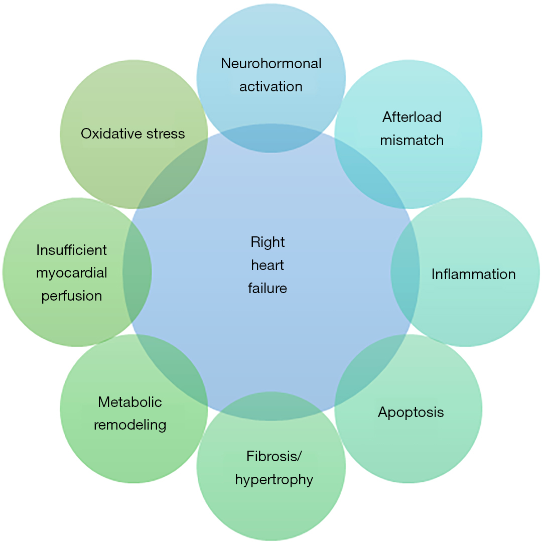 Lenus Pro Pumpe / An Implantable Pump Lenus Pro In The Treatment Of ...