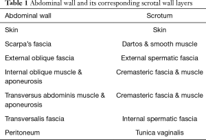 cremasteric fascia function
