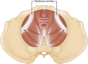 tendinous arch