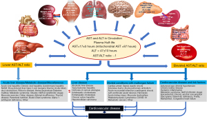 De Ritis ratio and cardiovascular disease: evidence and underlying ...