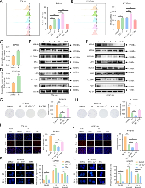 Role of PLEKHA7 in promoting radioresistance in esophageal cancer cells ...