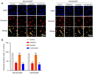 Targeting the METTL3/PCNA axis with STM2457 overcomes cisplatin ...
