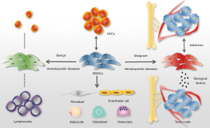 stromal cells examples